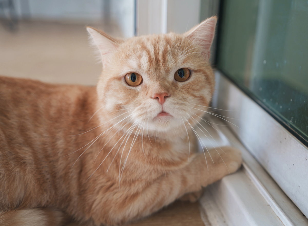 15 Cutest Cat Breeds | pet your pal