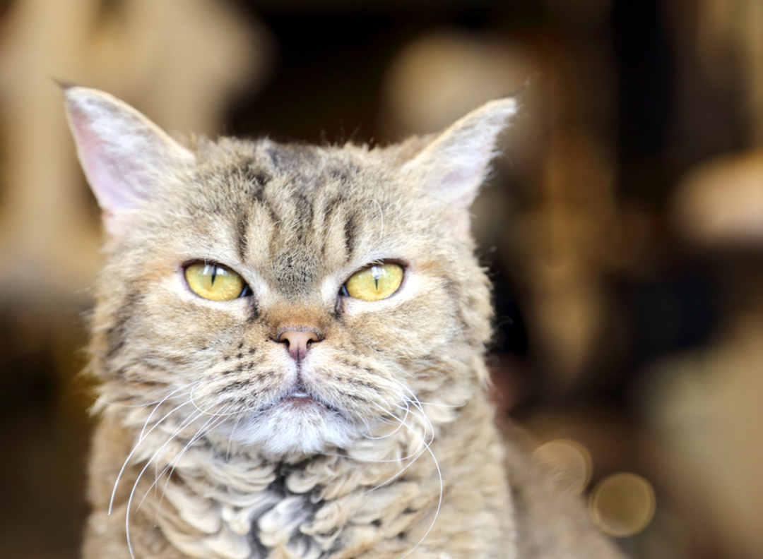 15 Cutest Cat Breeds | pet your pal