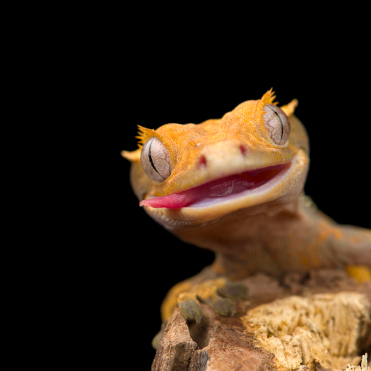 8 Insane Lizards that will Blow Your Mind | pet your pal