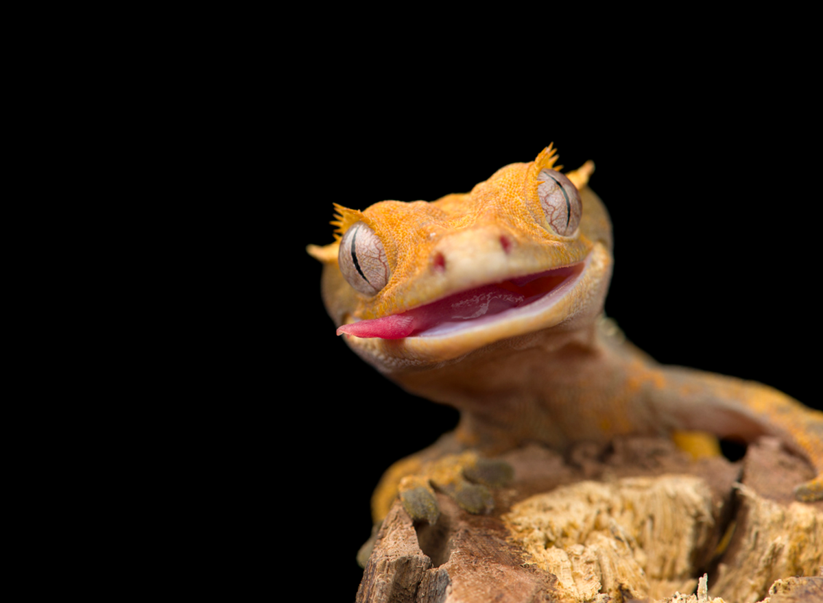 8 Insane Lizards that will Blow Your Mind | pet your pal