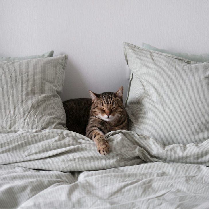 22 Silent Signs Your Cat Is Miserable: #17 Will Break Your Heart | pet ...