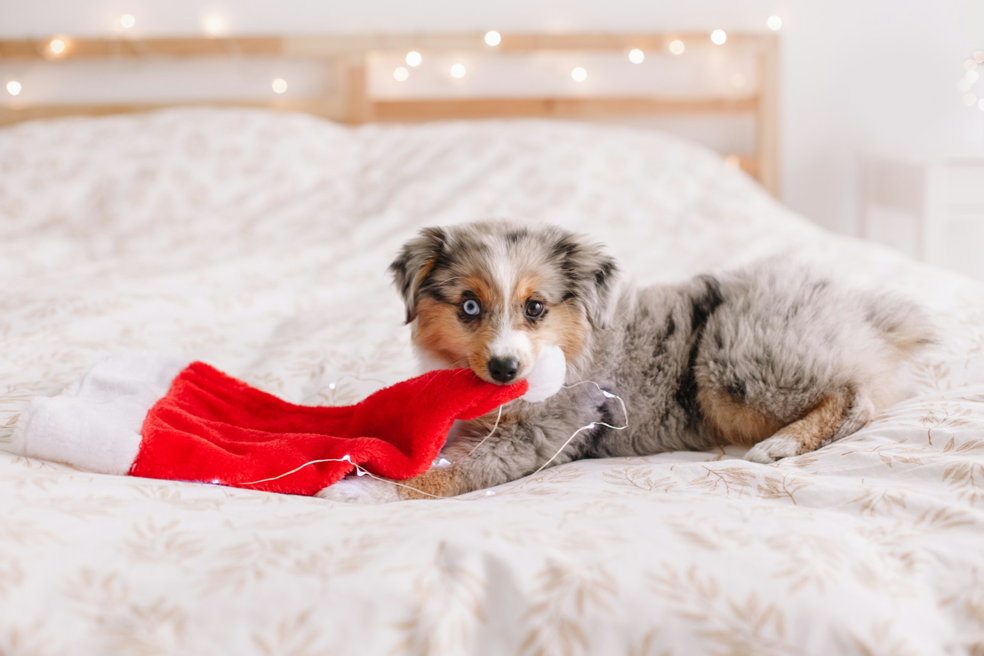 23 Homemade Dog Toys That Will Make Your Pup Ditch Store-Bought Ones ...