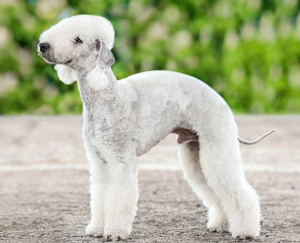 23 Bizarre Dog Breeds You’ve Never Heard Of: #11 Looks Alien! | pet ...