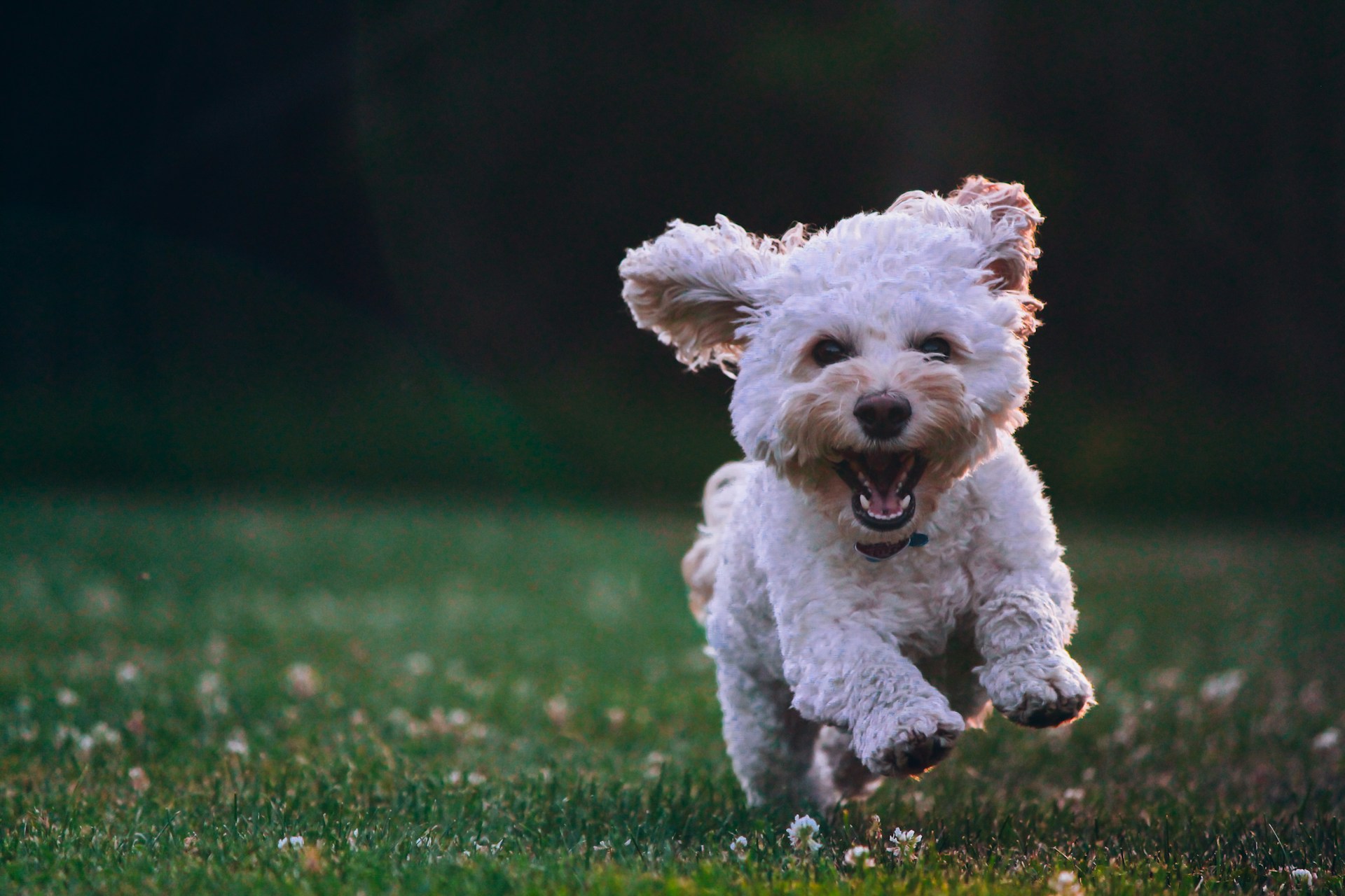 25 Tiny Dog Breeds That Will Melt Your Heart and Fit in Your Apartment ...