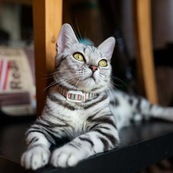 22 Rare Cat Colors You’ve Probably Never Seen: #17 Is Unreal! | pet ...